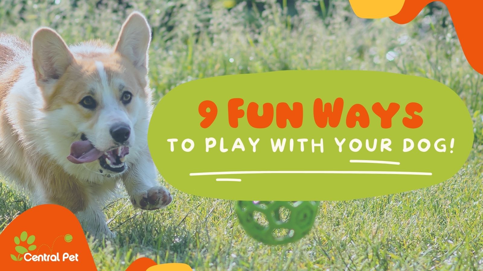 9 Fun Ways to Play with Your Dog 9 Fun Ways to Play with Your Dog